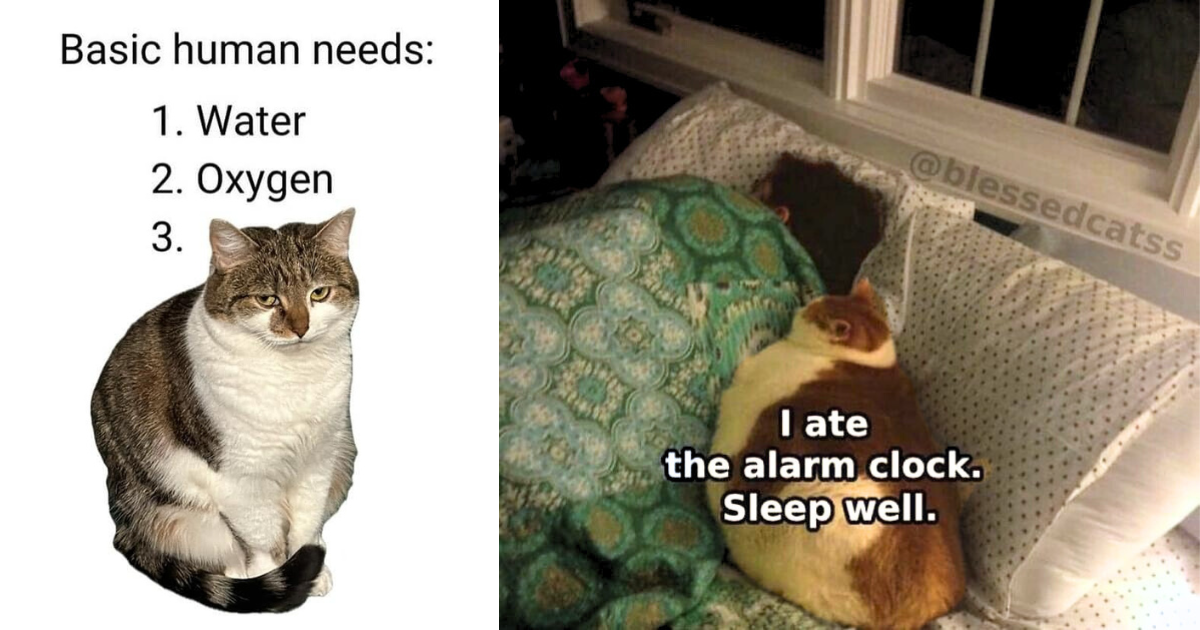 23 Sassy Sunday Cat Memes Curating Coo-Coo Comedy For Your Feral Wicked ...