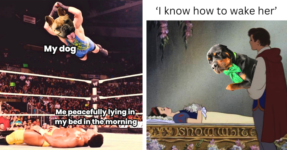 22 Dog Memes Your Dog Would Wake You Up With in This Lazy Snoozy Sunday ...