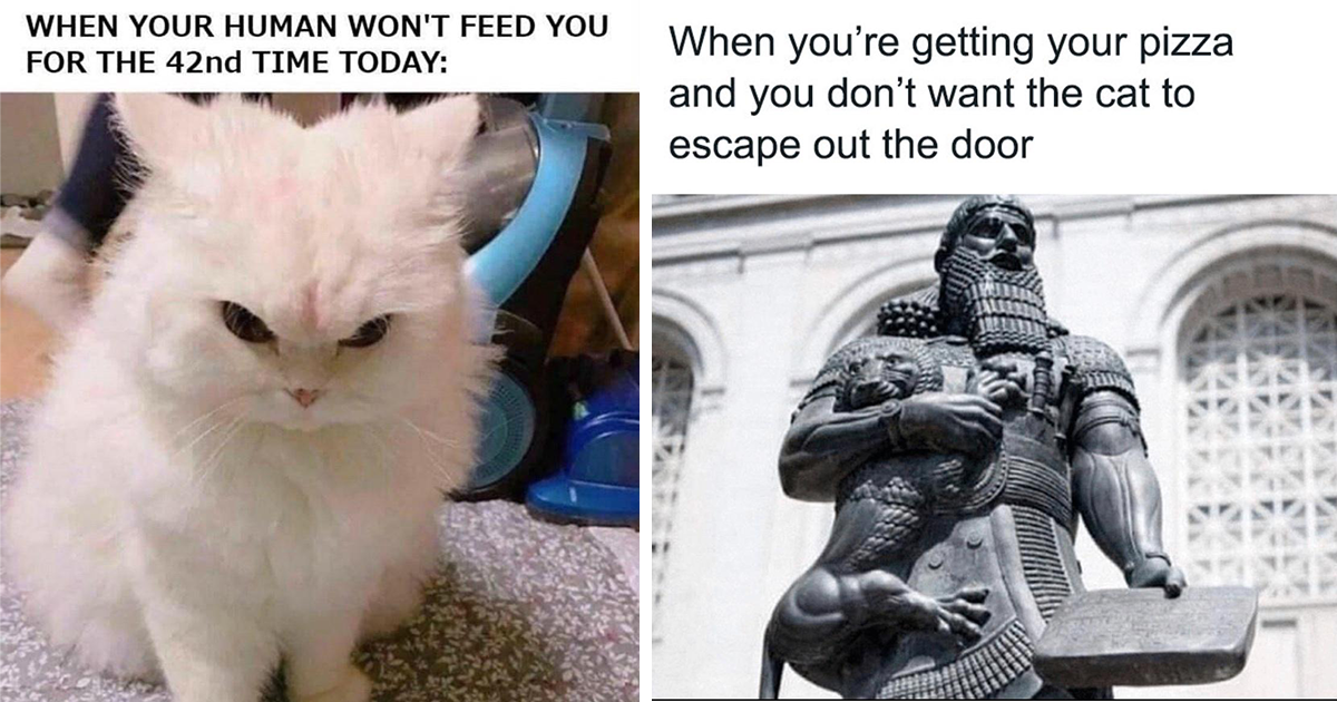 30 Hissterical Hooligan Cat Memes Spreading Joy and Chaos in Equal ...