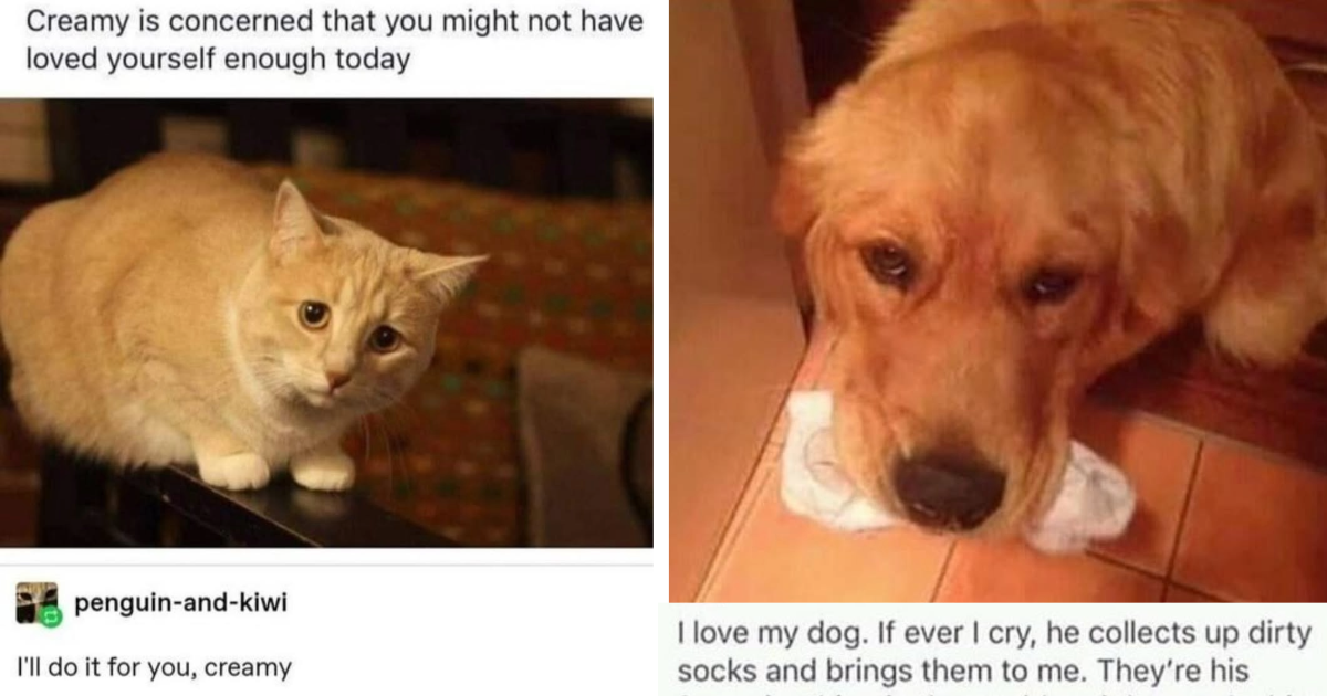 A Helping Paw: 24 Wholesome Animal Posts for When You Need a Little ...