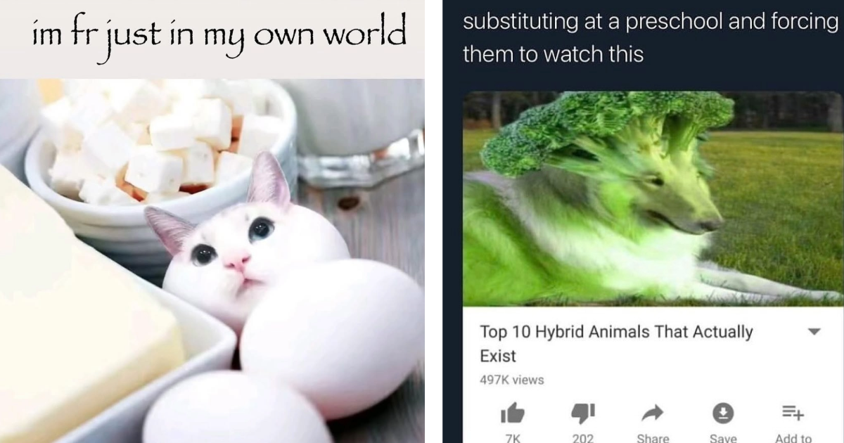 Delightfully Disassociated: 20 Hilarious Animal Posts for When You No ...