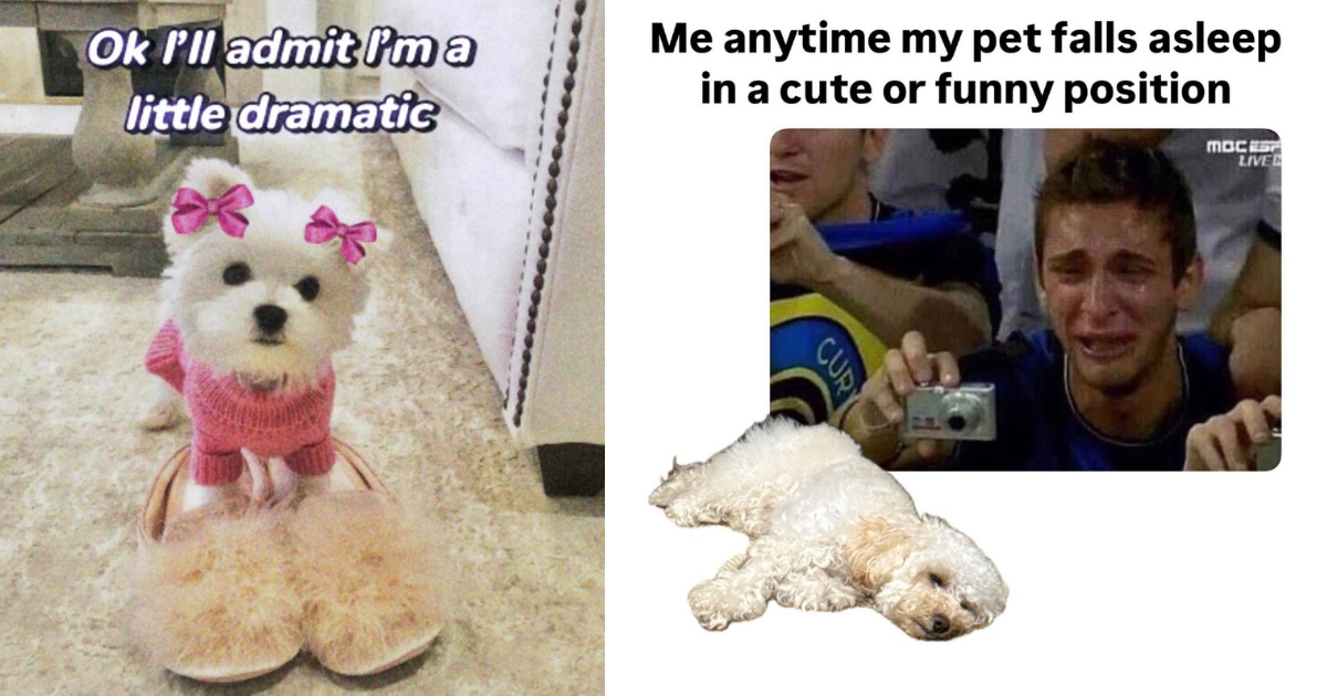 Oh My Dog! 22 Dramatic Doggo Memes Dragging Monday By the Ear to Bork ...