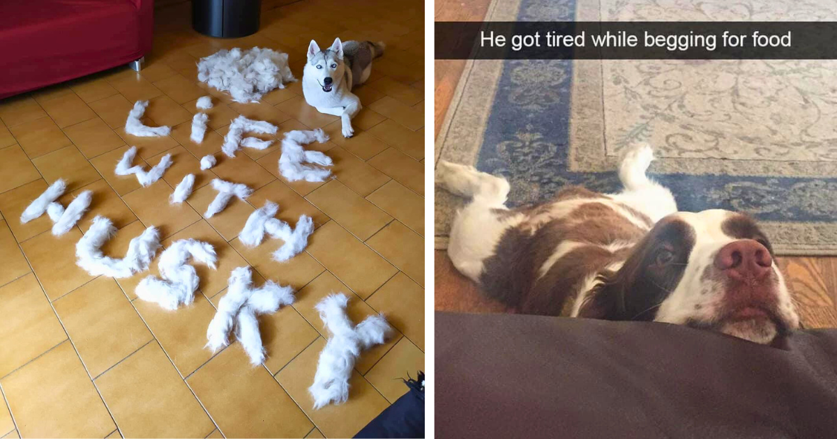 21 Precious Pooch Pictures and Delightful Dog Memes Marking Territory ...