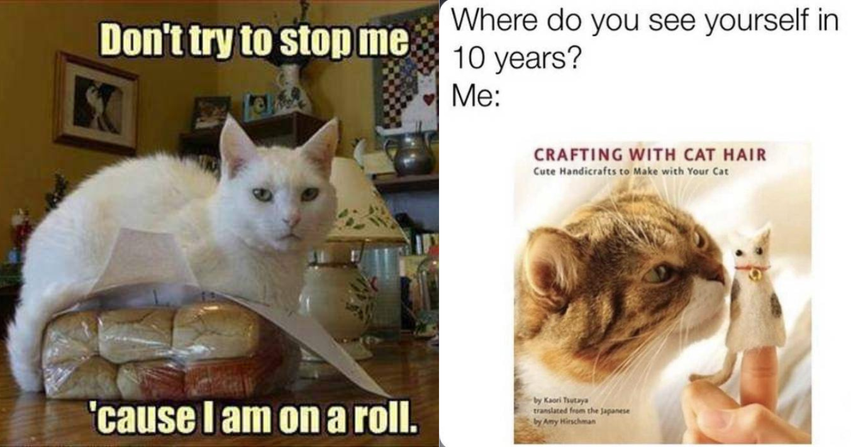 26 Hilarious Funny Feline Memes as Unfurgettable as the Cat Hair ...