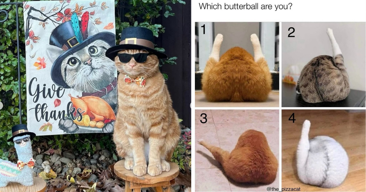 25 Post-Thanksgiving Memes of Feast-Filled Family Felines That Pair ...