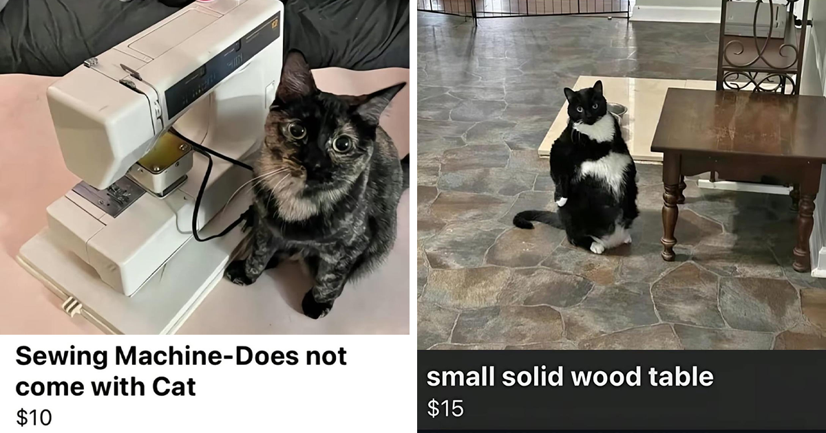 20 Hilarious Cats in Second-Hand Item Ads Making Them So Much Better ...