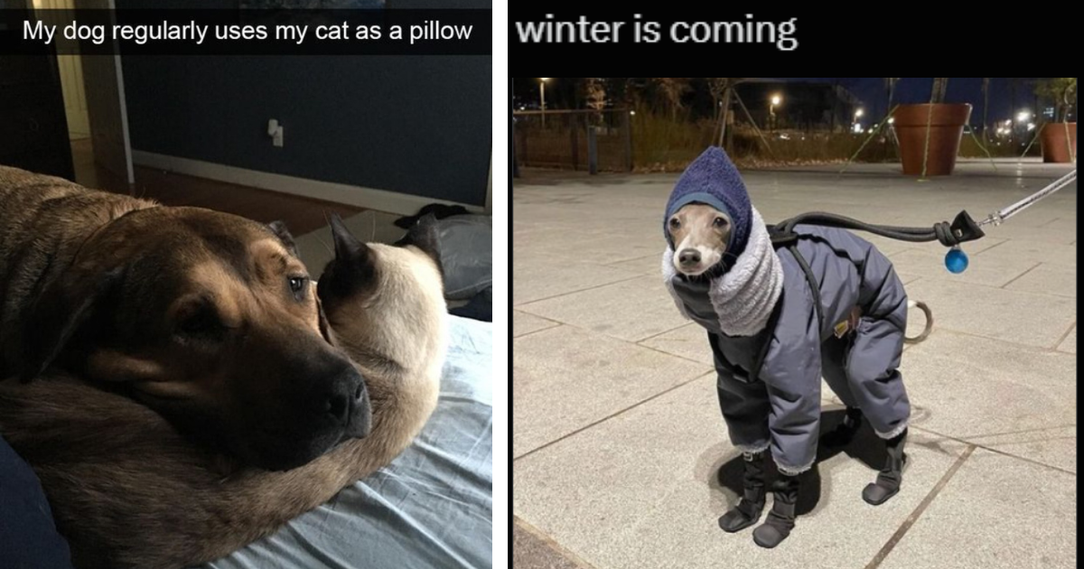 21 Woofing Winter Memes to Watch With Your Dog Under a Comfy Borking ...