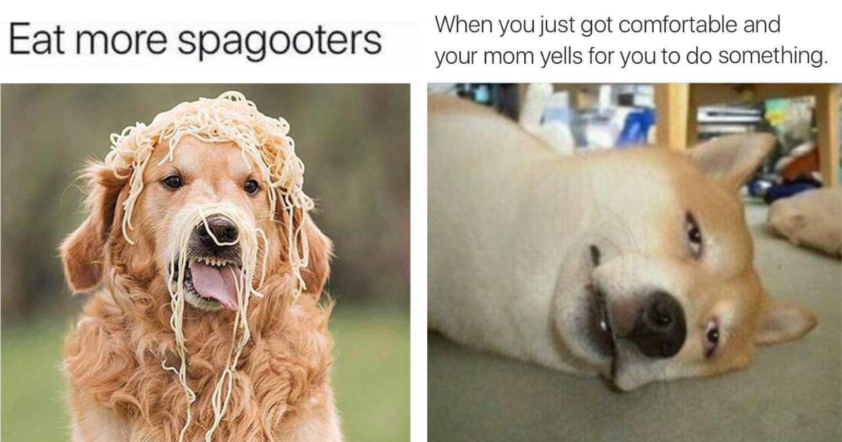 20 Disarrayed Dog Memes Sowing Silly Chaos in Your Midweek Madness to ...