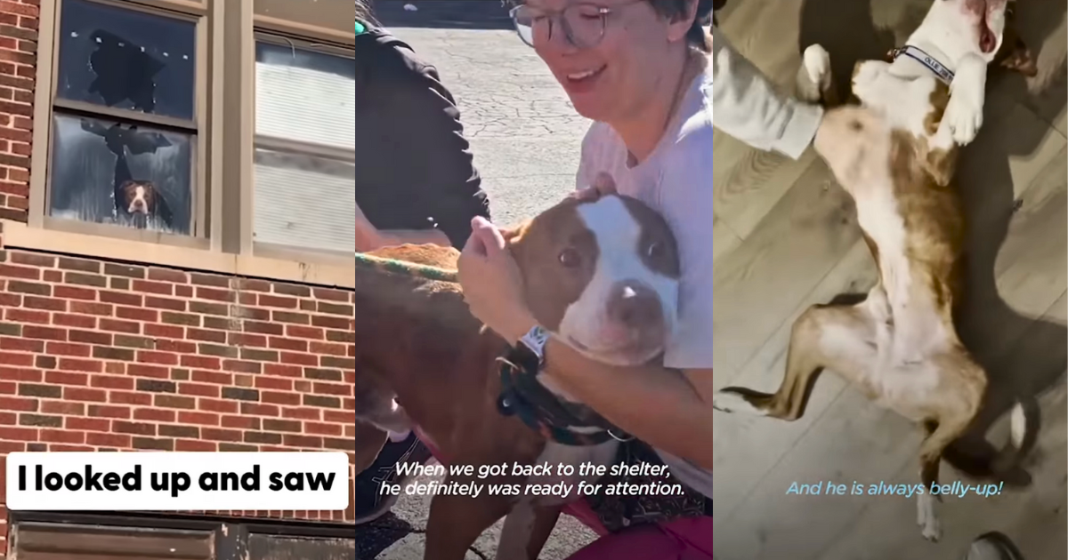 'This video made me cry': Poor Pupper Gets Rescued From Abandoned Building, Finds a Wholesome ...