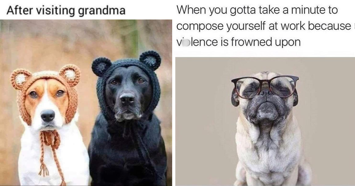 Doggy Daycare for Memes of Marvelous Mutts: 29 Good Doggo Posts Howling ...