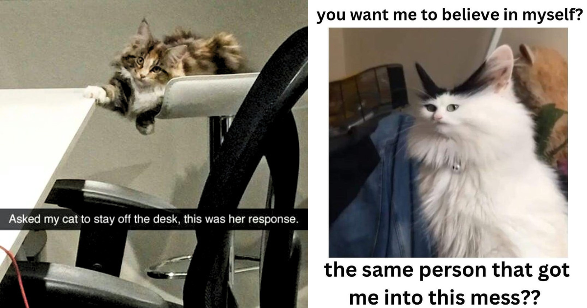 24 Sassy Cat Memes Sampling Hooman Humor in the Form of Fuzzy Feline ...