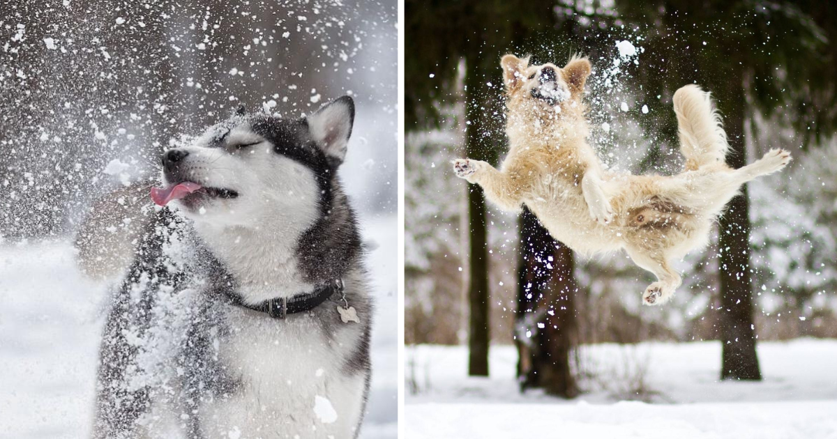 Playing in a Winter Wonderland: 27 Wholesome Doggos in the Snow to ...