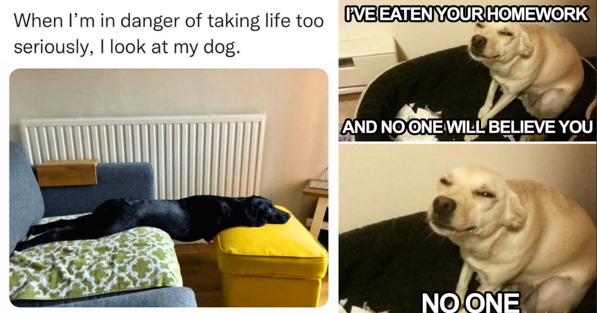 25 Doofus Dog Memes That Help Every Hooman Embrace the Silly and Ditch ...