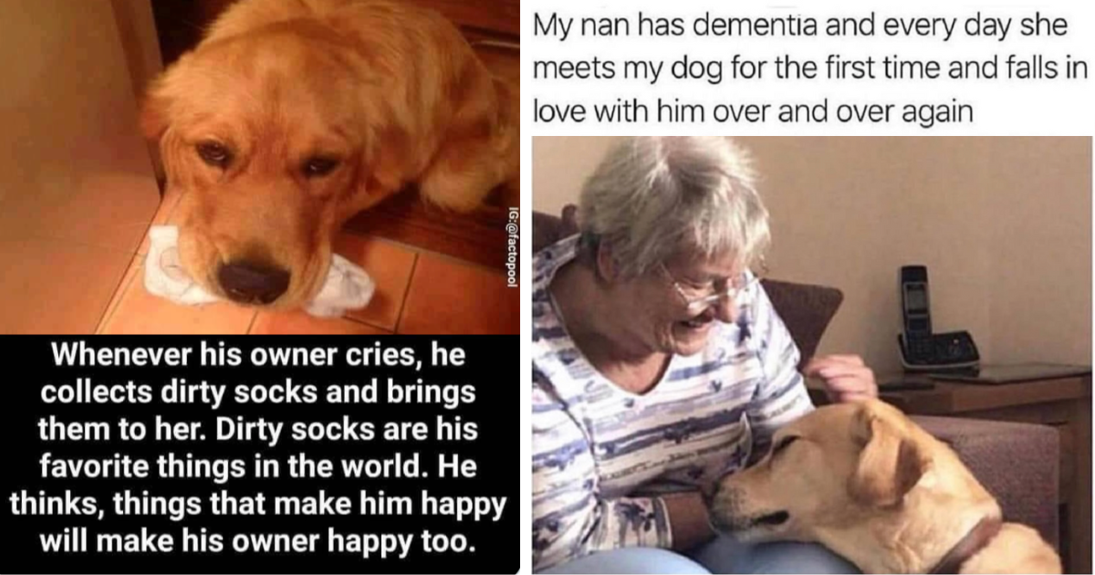 28 Comforting Canine Memes Helping Hooman Hearts Understand How Much ...
