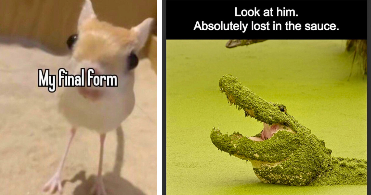 Welcome to Wednesday's 'World Wild Web': 24 Wild Animal Memes to Show ...