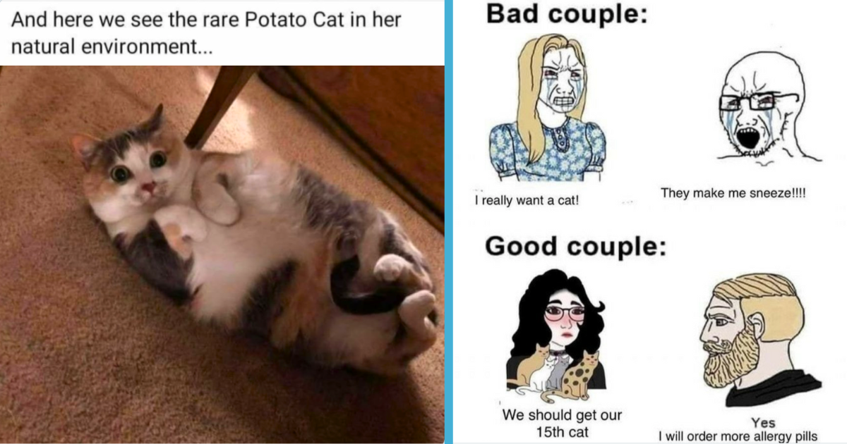 A Flurry of Fluffy Feline Funnies for Fuzzy Feline Expurrts to Purruse ...
