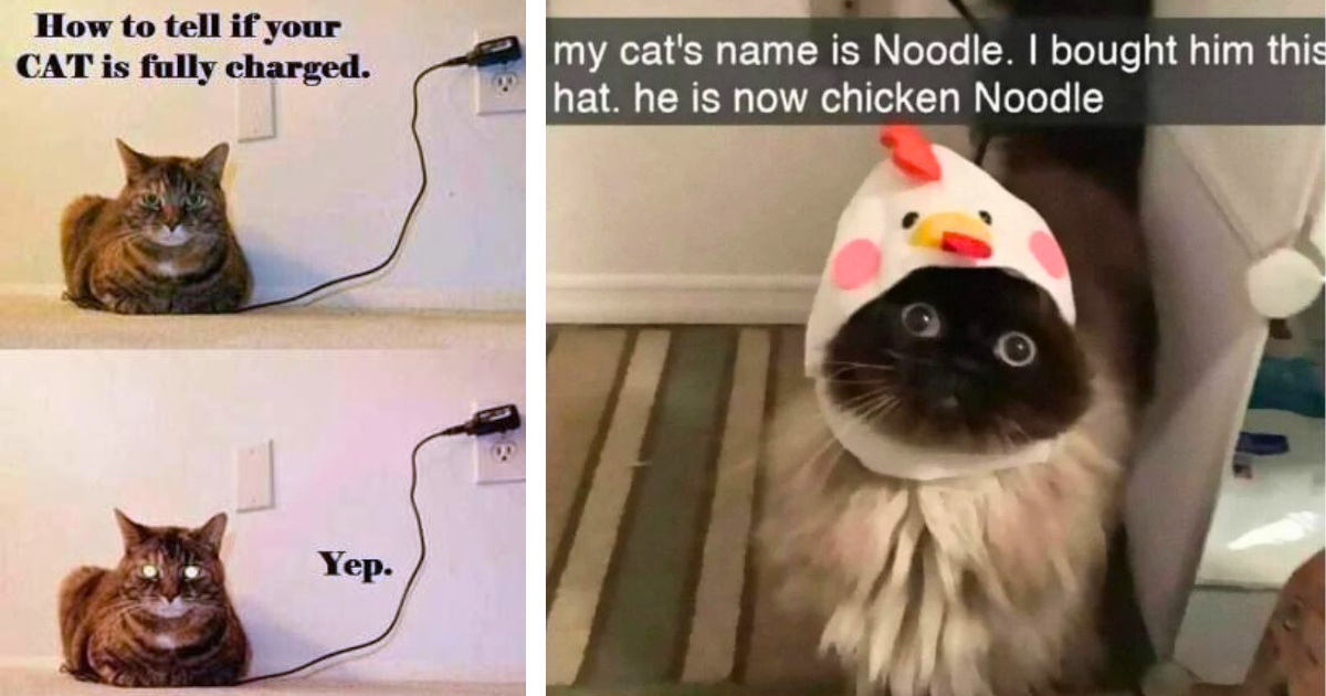 25 Cackling Comedy of Cat Memes Who Coddle Your Feline Infatuated Soul ...