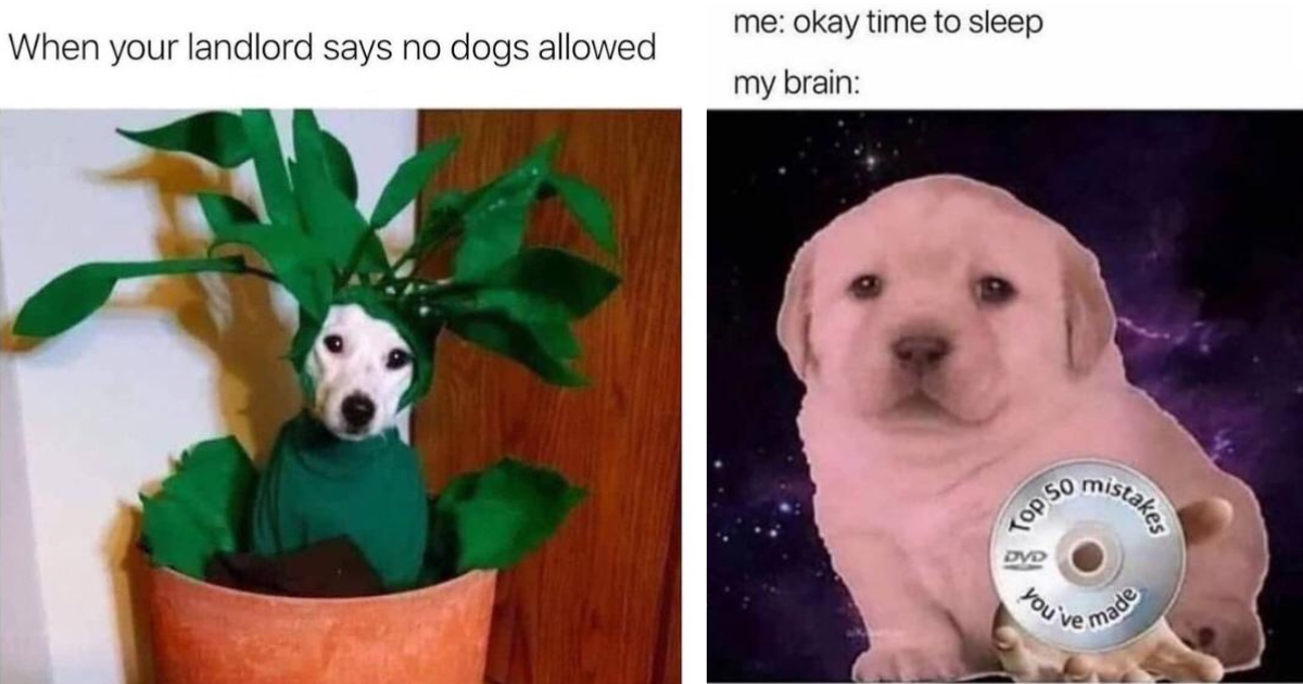 23 Fluffy Fursday Dog Memes Dropping the Act of Normal and Dressing as ...