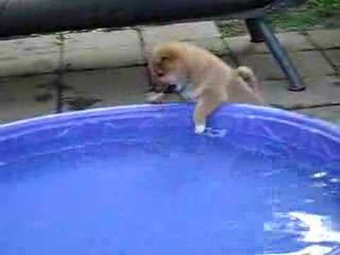 Animal Videos - cute - Funny Animal Videos - Cheezburger