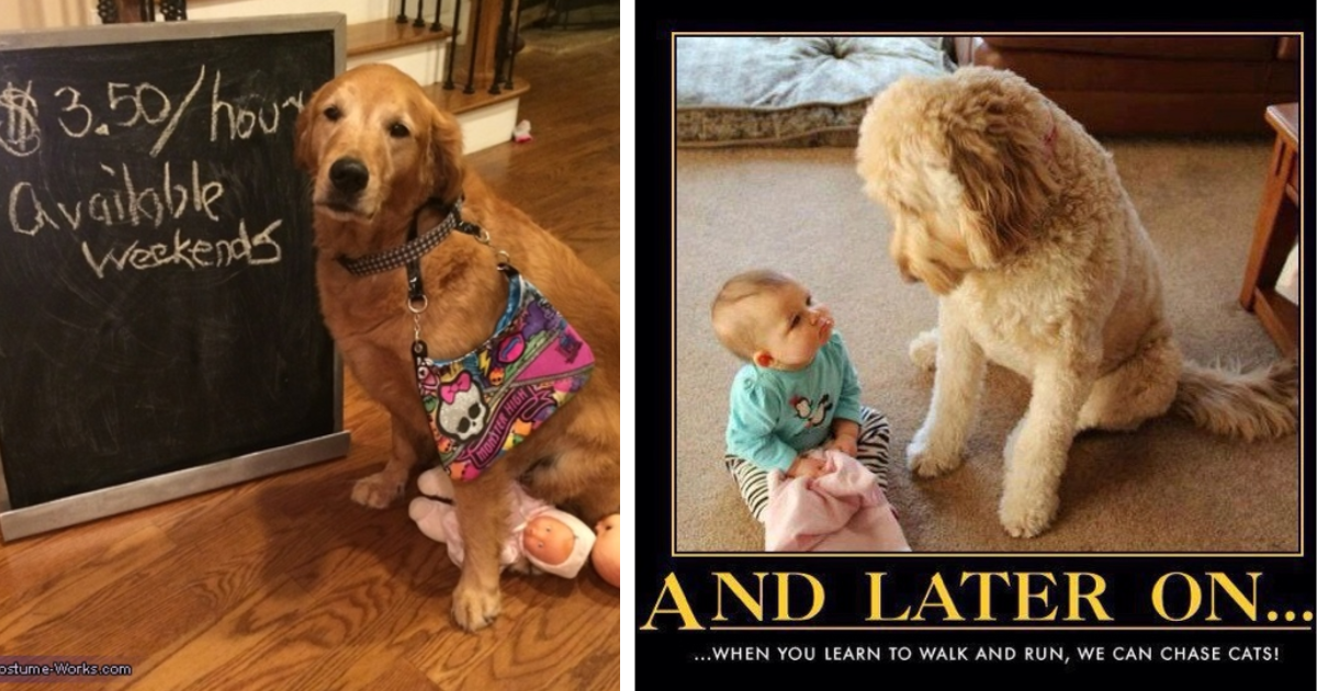 25 Pawsitively Pawsome Posts of Dependable Doggos Boldly Babysitting ...
