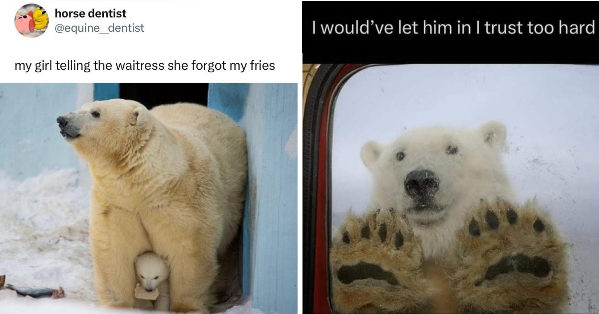 A Bushy Burrow of Bear Memes That Bearly Survived the Work Week and Are ...