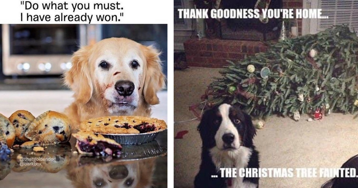 Christmas Canine Shenanigans: 37 Howlarious Dog Child Pawsts to Prepaw ...