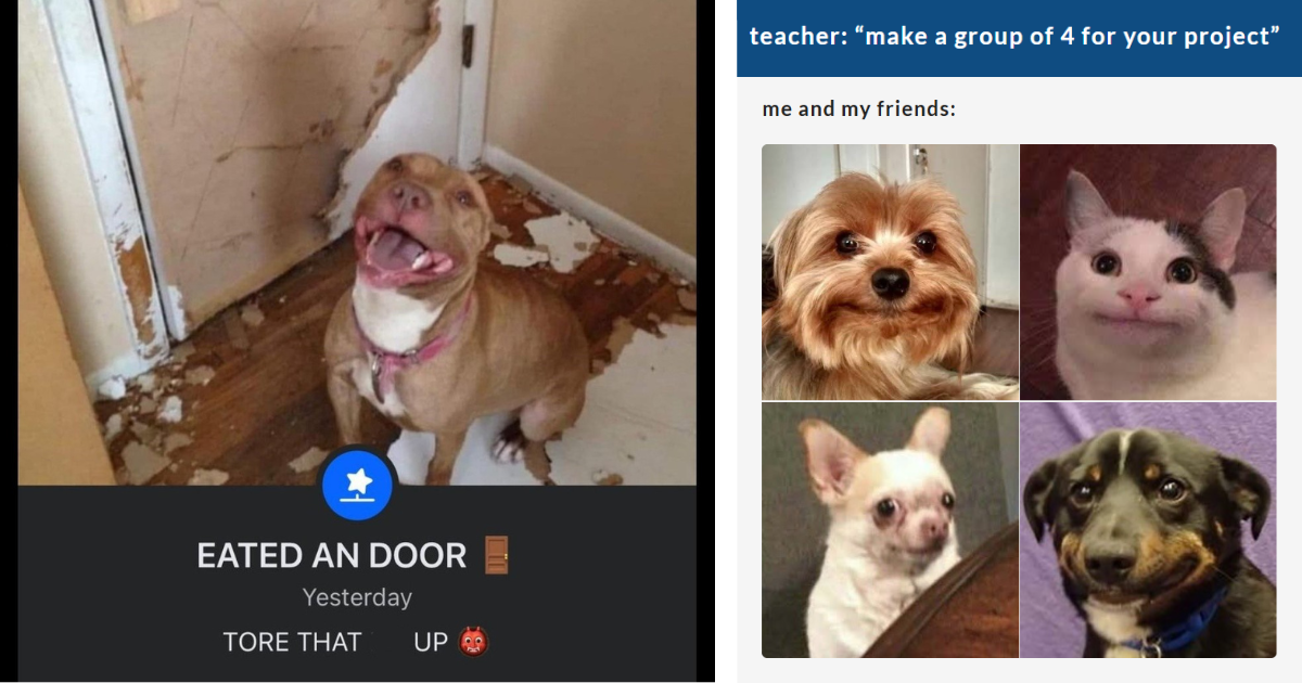 22 Strangely Wholesome and Wholly Sassy Dog Memes Deflecting Sadness ...