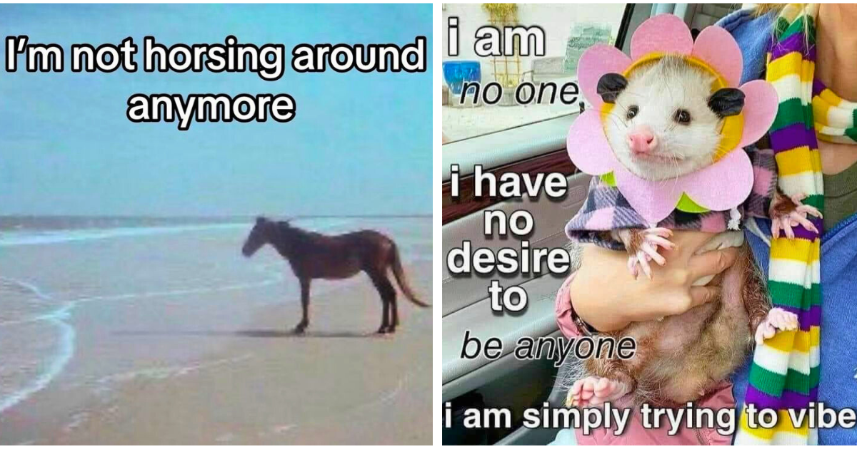 23 Precious Pets and Furrbulous Farm Animal Memes of Delightful ...