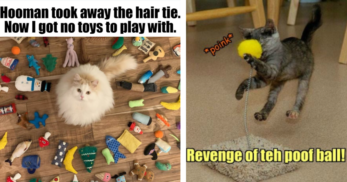 25 Pictures of Pawsome Felines and Their Particular Preference of ...