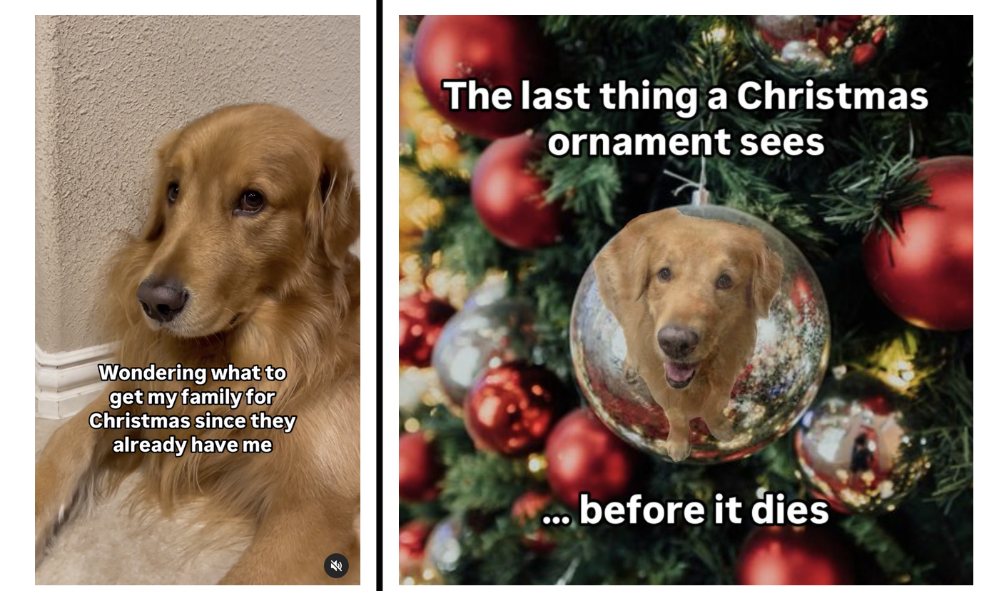 CheezCake - dog life - Another Side Of Cheezburger - Parenting ...