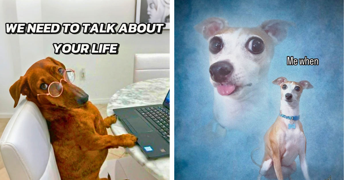24 Silly Saturday Dog Memes Borking the Sadness Away and Bringing ...