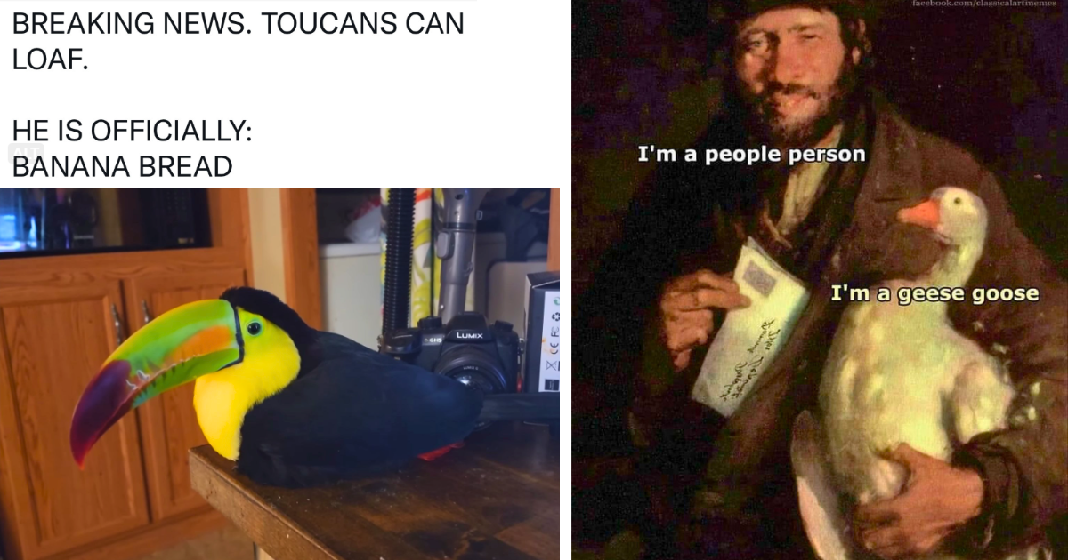 22 Quacking Borb Memes of Beaked Quality Quarrelling With Everybody ...