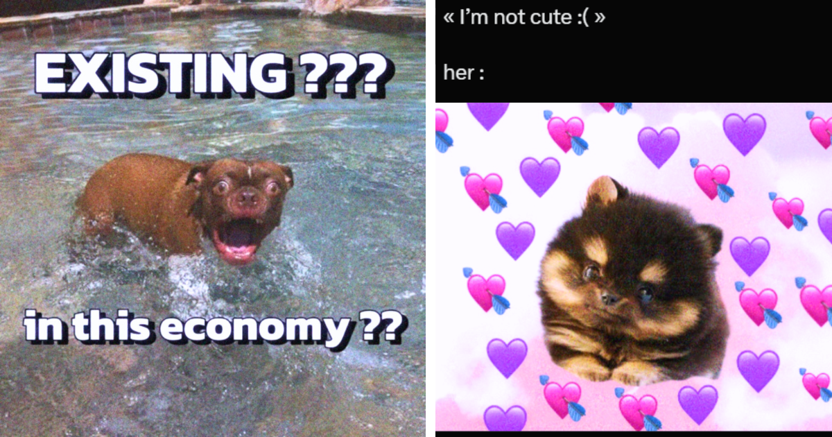 23 Doofus Dog Memes That Exist Only During Wholesome Weekends and Then ...