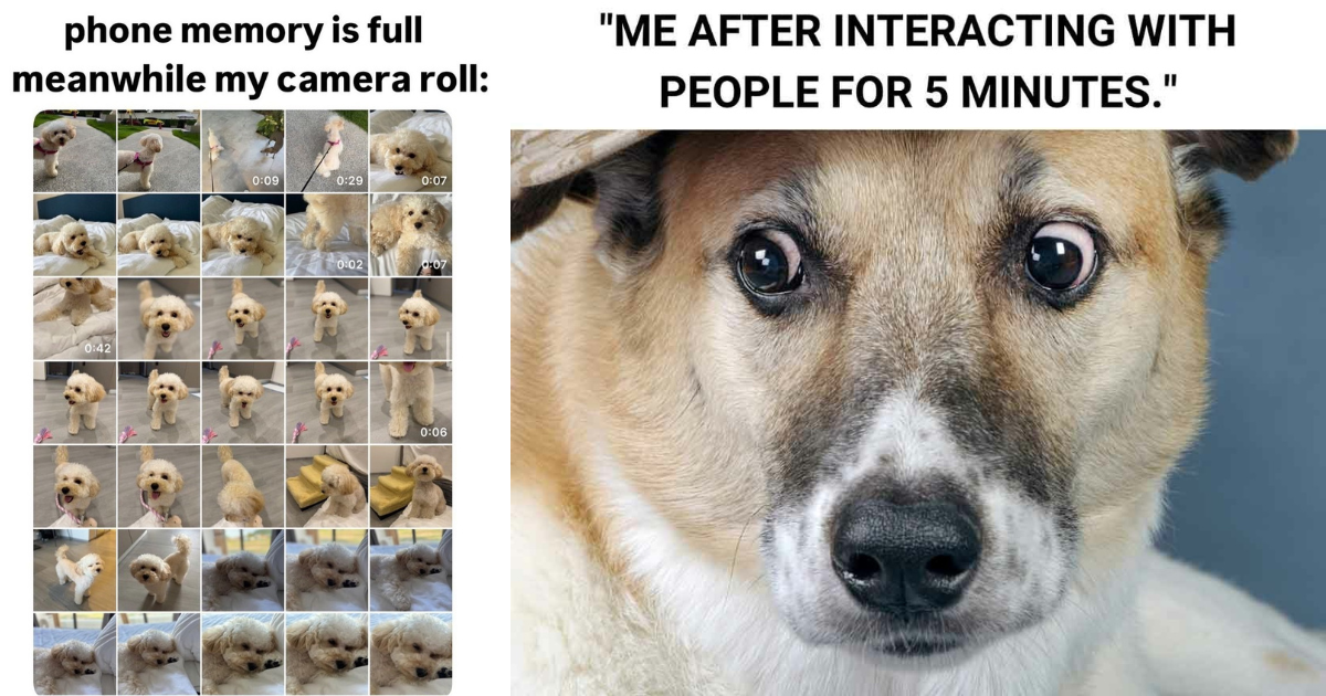 22 Dog Memes For Dogtroverts Who Are Happy to Stay at Home Cuddled With ...