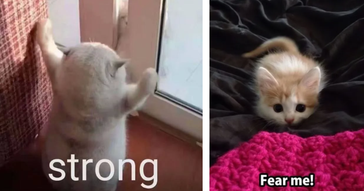 28 Purrfect Posts of Cutest Kittens Channeling Confidence and Control ...