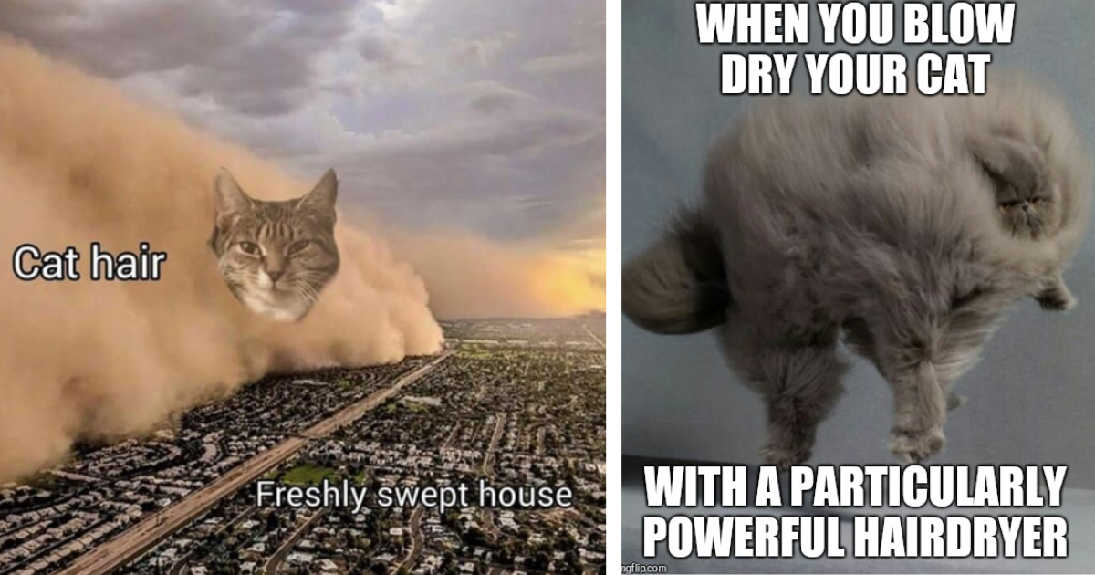 25 Frankly Funny Photos of Fluffy Feline Fall-Out Fur for Fortunate ...