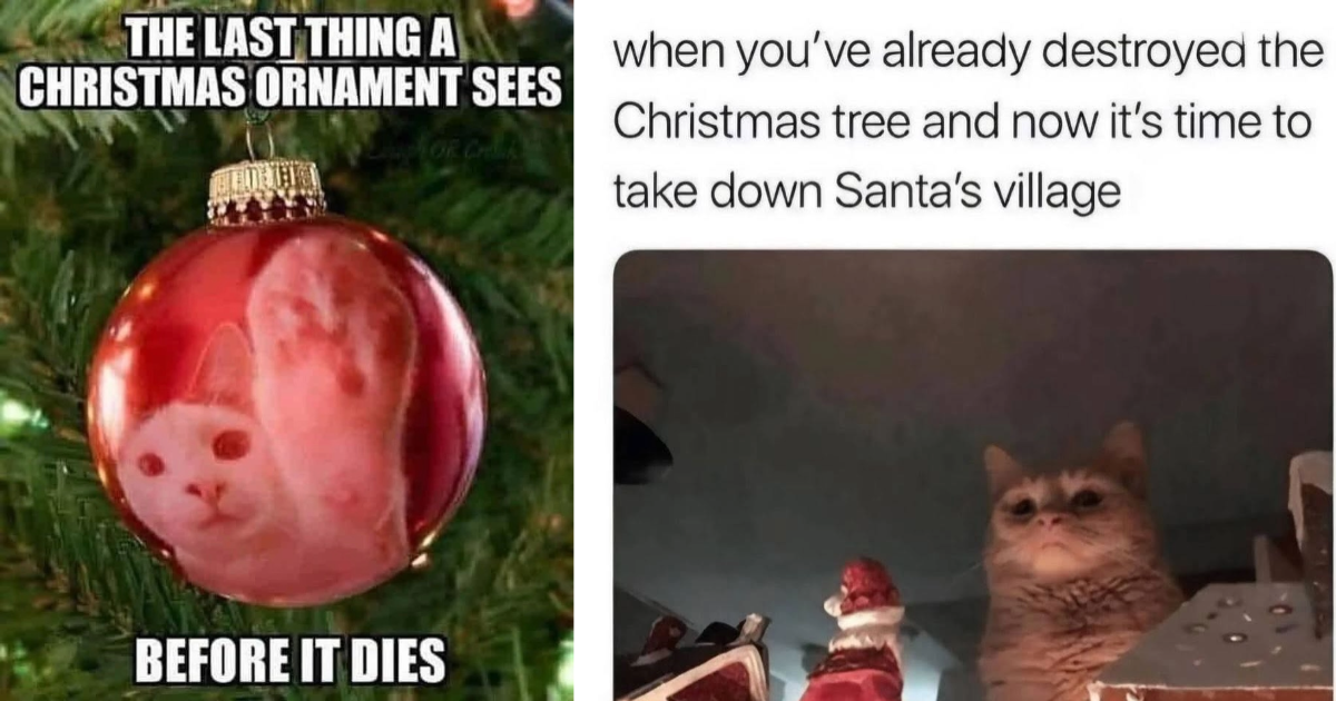 24 Fed-Up Feline Funnies from the Cat Children Who Cannot Stand Not ...