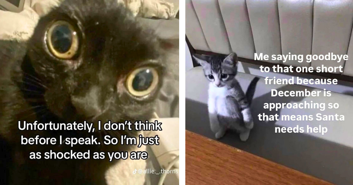 24 Cat Memes For Cat Pawrents Debuting December Blanket Season With ...