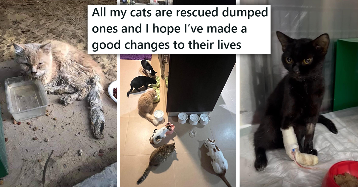 'All my cats are rescued dumped ones': Person Rescues 6 Cats That Have ...