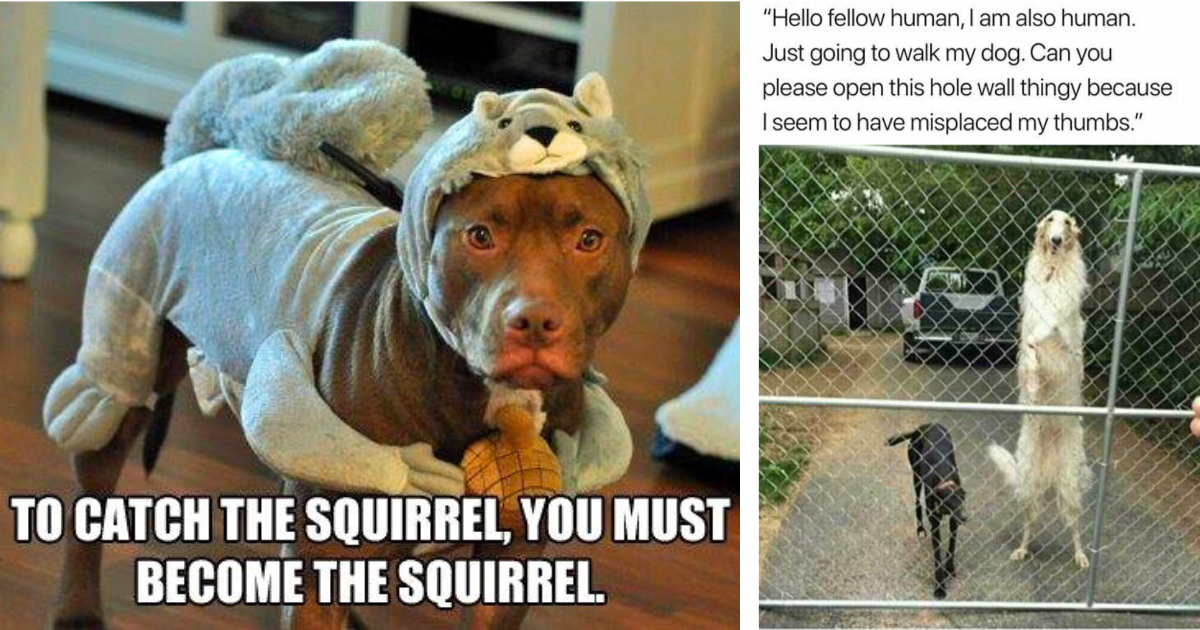 Monday Mood Boost of 24 Dog Memes Bringing Blissful Laughs For a Whole ...