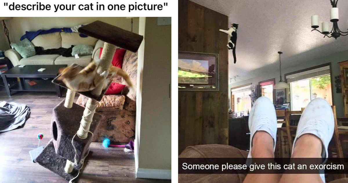 25 Chaotic Cat Memes That Take This Tuesday by a Sassy Storm of Fuzzy ...
