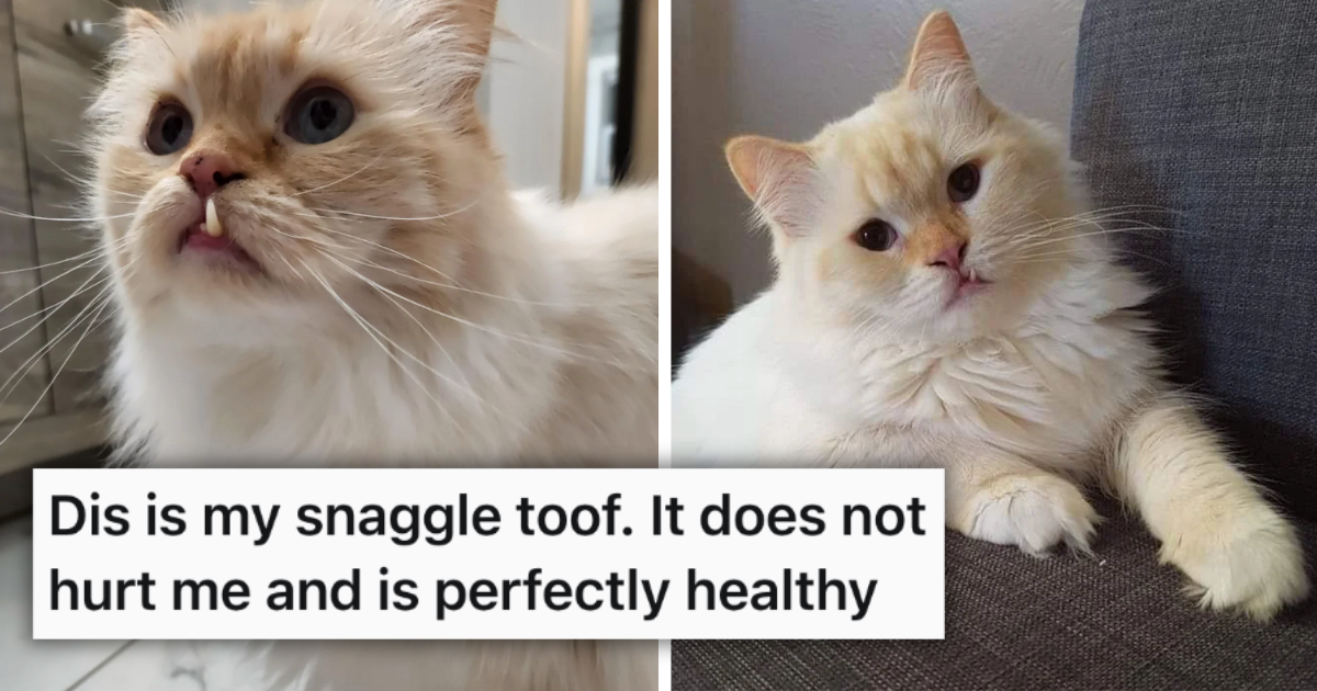 Purrfectly Majestic Floofy Feline Born With Unique Silly Snaggle Toof ...