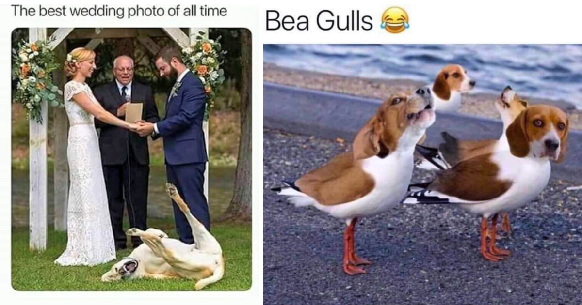 25 Delightful Doggo Memes Derping Around and Fetching Fluffy Laughs For ...