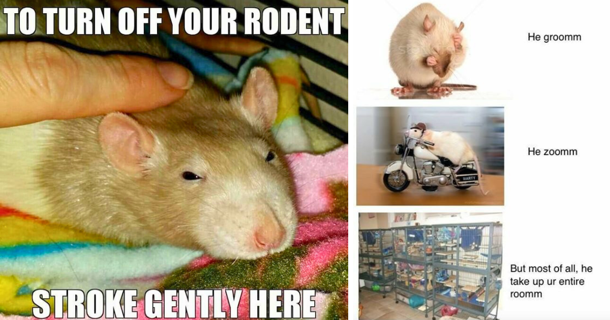 25 Relatable Rat Memes For Wholesome Hoomans Who Want to be ...