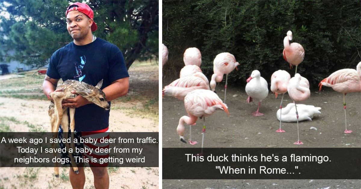 20 Silly Animal Memes and Snaps to Help Start Your Day off with a ...