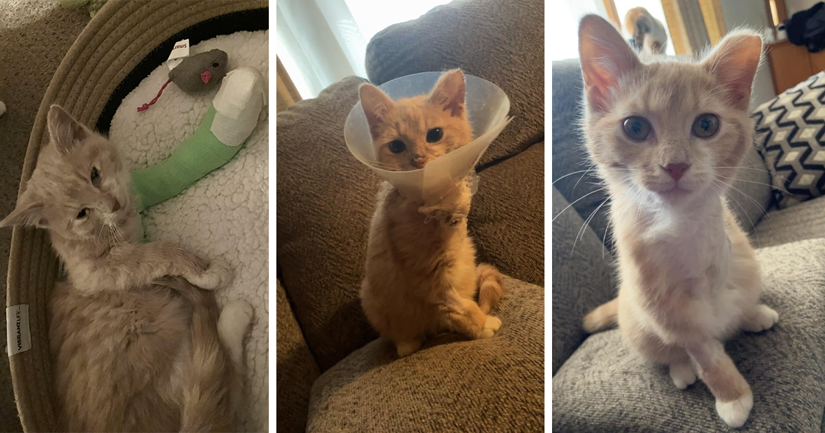 In a True Christmas Miracle, Woman Finds a Tiny Injured Kitten, Misses ...