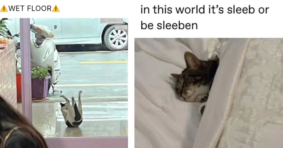 Simple is as Simple Does: 26 Single Brain Cell Cat Pawsts to Remind You ...