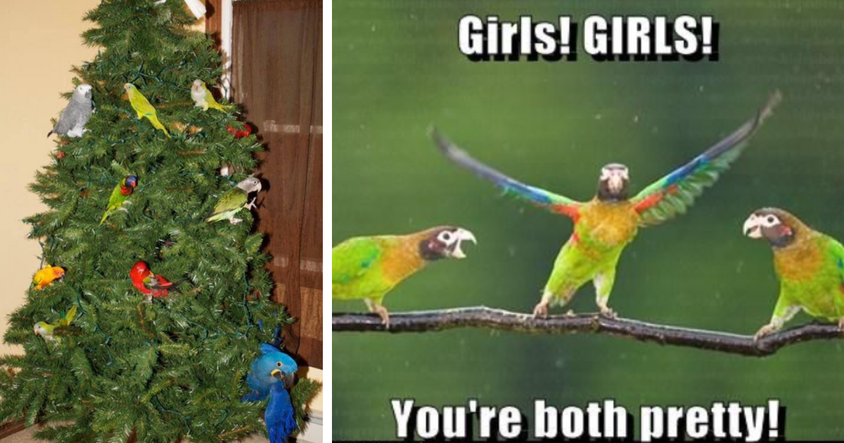 25 Feathery Fowl Photos for a Fun, Festive, Fancy Fashion Frenzy of ...