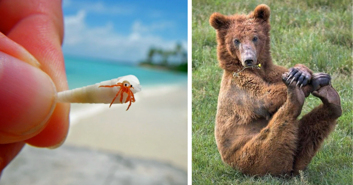 23 Wildlife Photographers Interrupting Adorable Animal Life to Capture ...