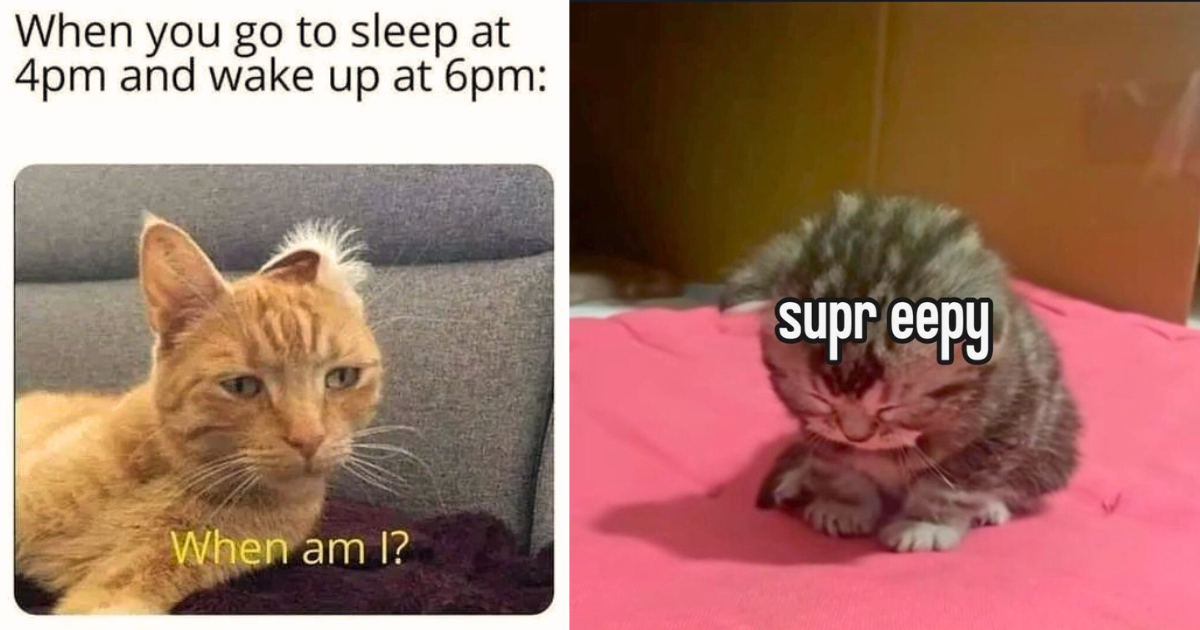 20 Cat Memes That Would Like to be Sassy But They're Super Sleepy ...